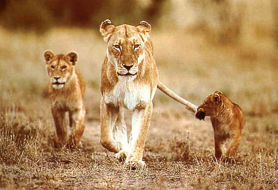 Safaris Online | Family Friendly Holidays